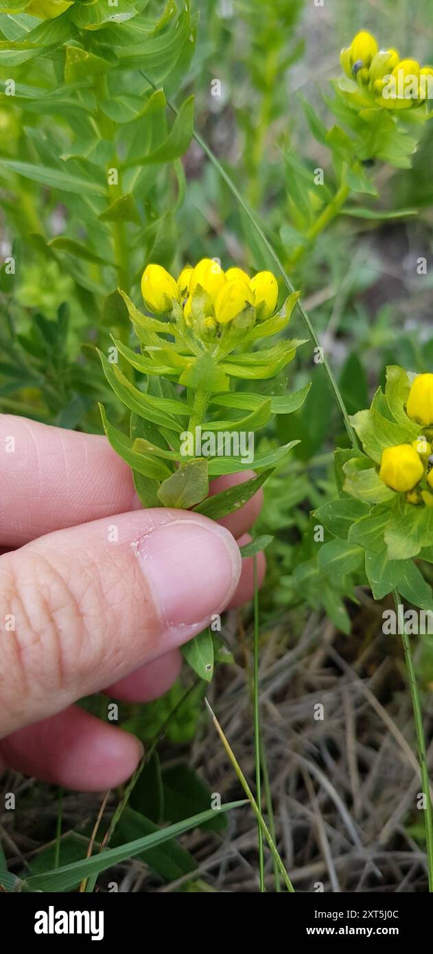 (Haplophyllum thesioides) Plantae Stock Photo - Alamy