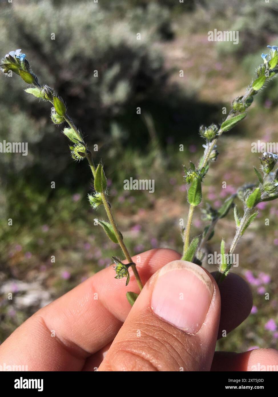 (Lappula occidentalis occidentalis) Plantae Stock Photo - Alamy
