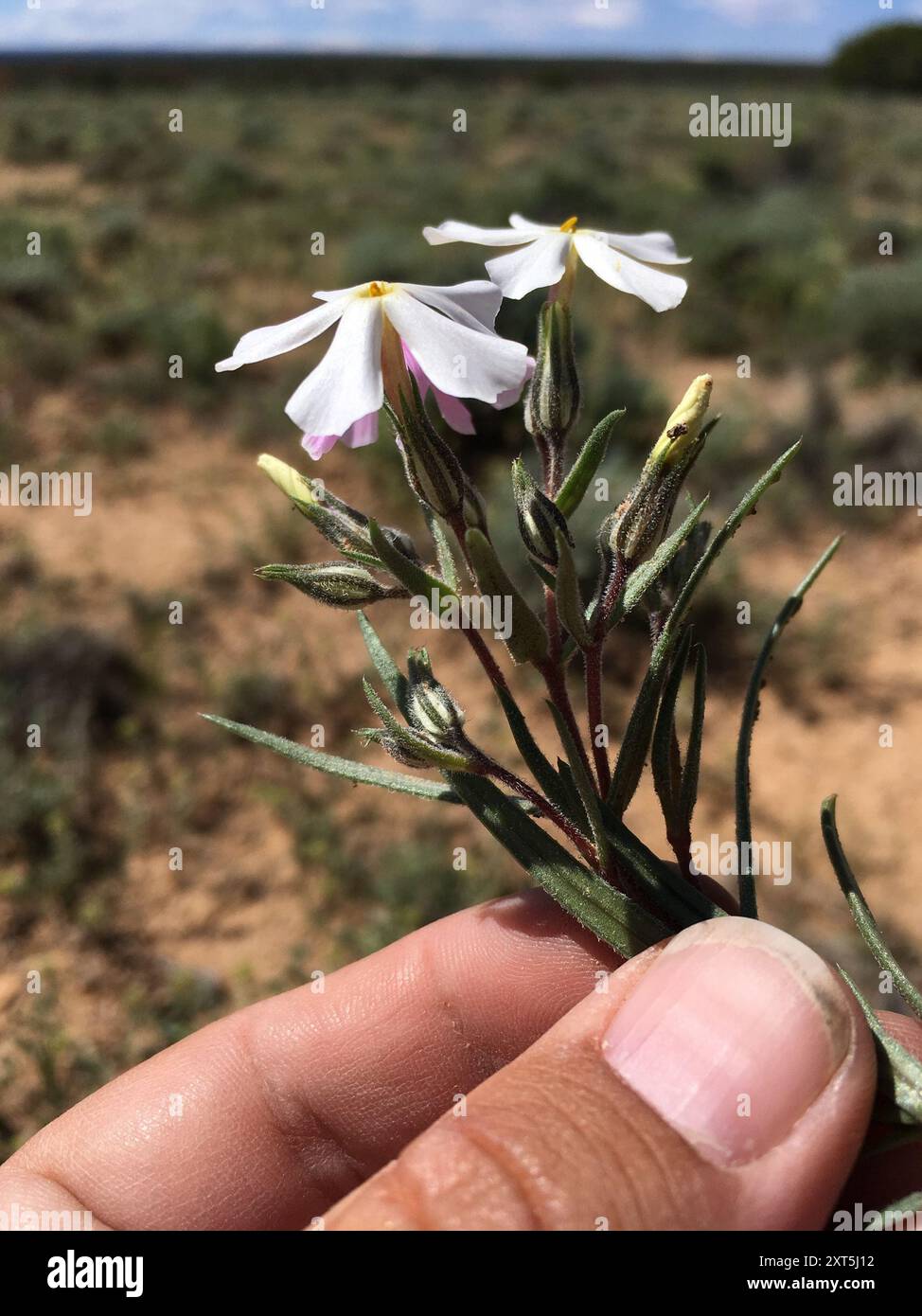 Longleaf Phlox (Phlox longifolia) Plantae Stock Photo - Alamy