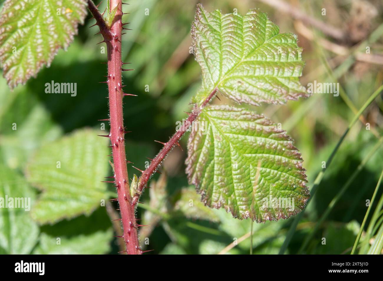 trailing blackberry (Rubus ursinus) Plantae Stock Photo - Alamy