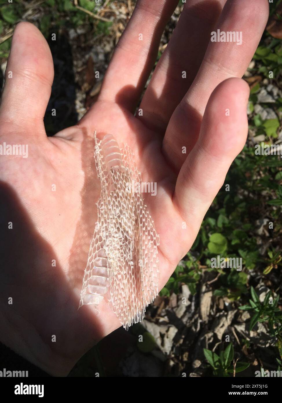 Snakes (Serpentes) Reptilia Stock Photo - Alamy