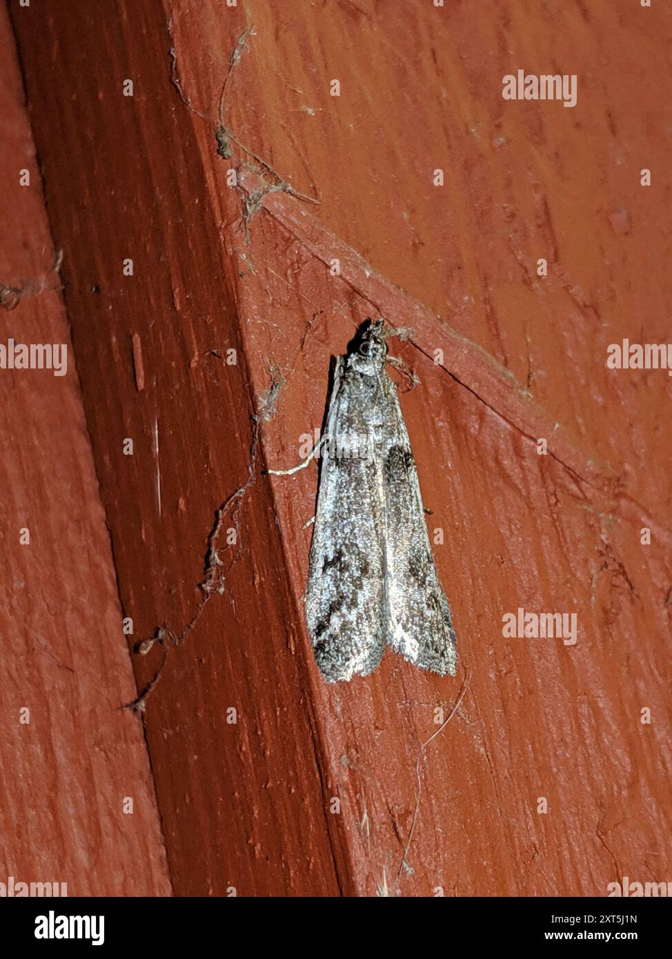 Knot-horn Moths (Phycitinae) Insecta Stock Photo - Alamy