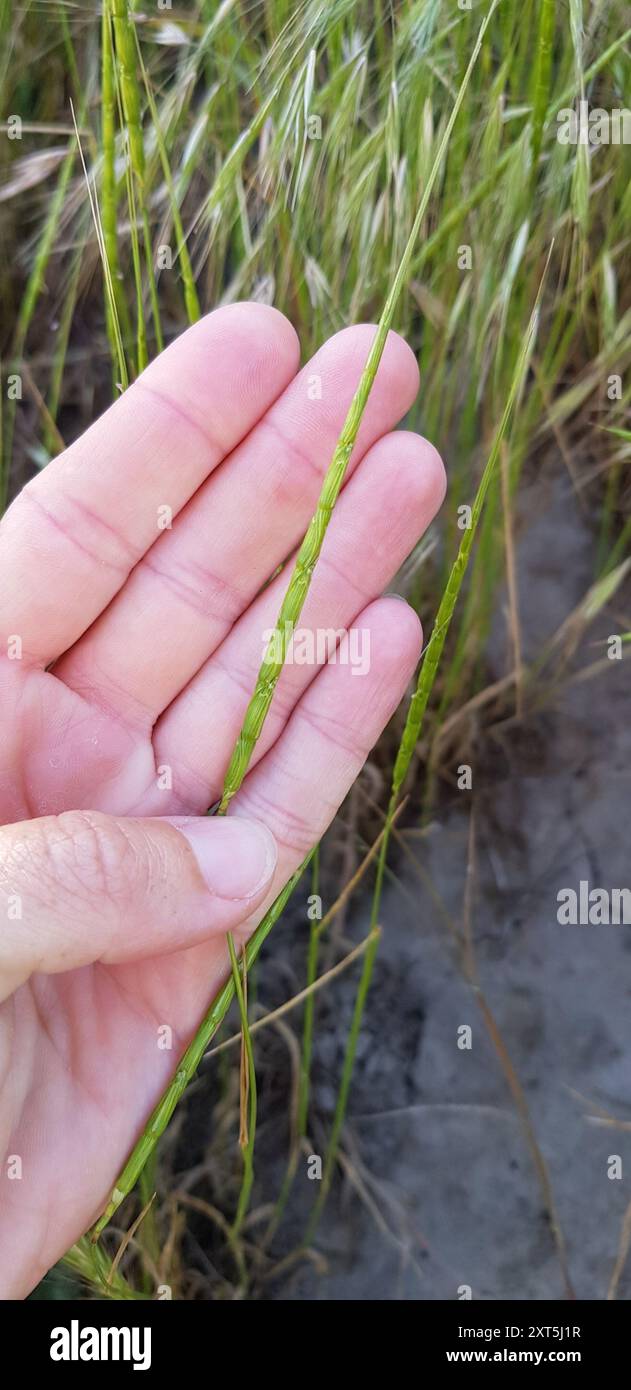 jointed goat grass (Aegilops cylindrica) Plantae Stock Photo - Alamy