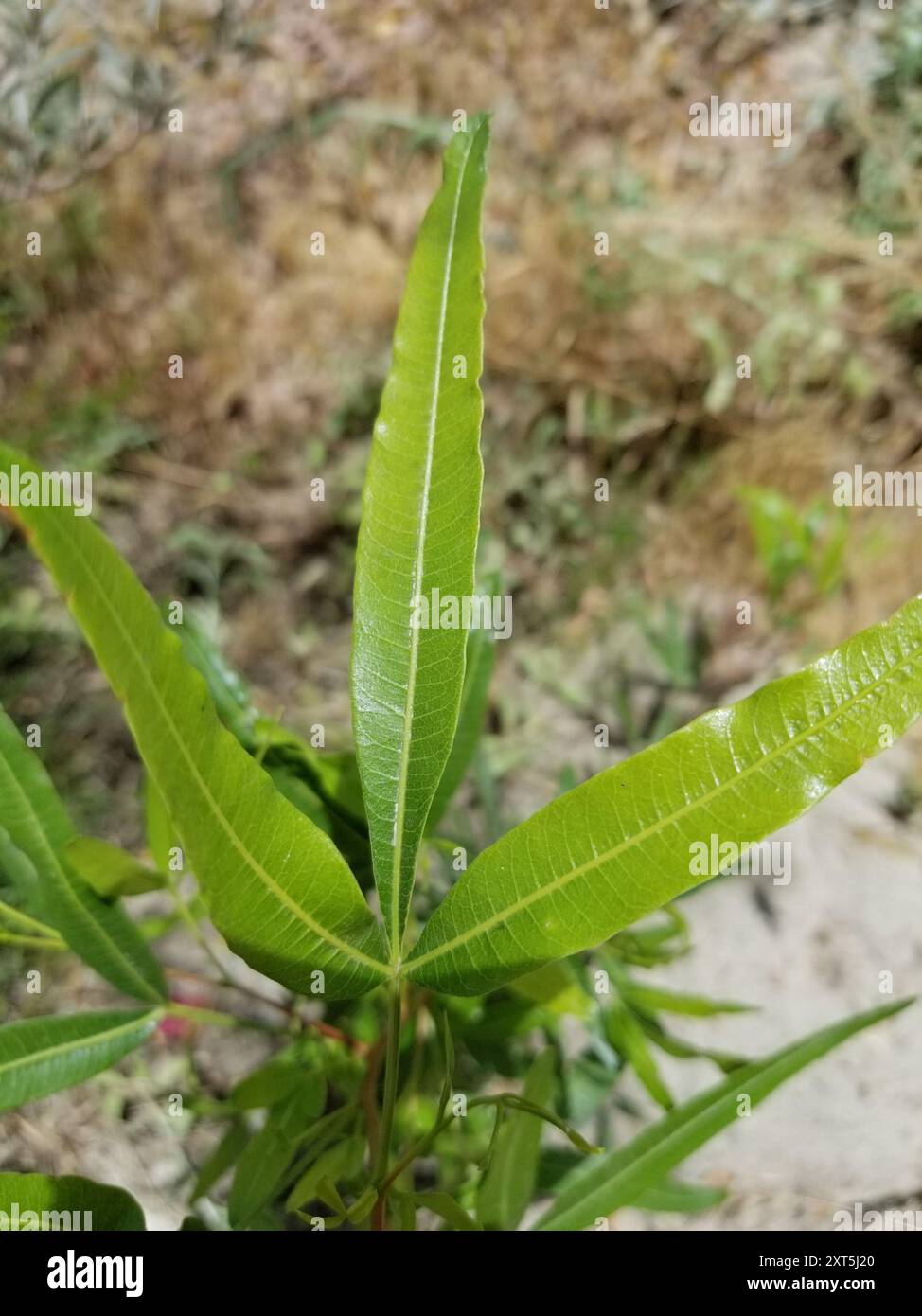 african sumac (Searsia lancea) Plantae Stock Photo - Alamy