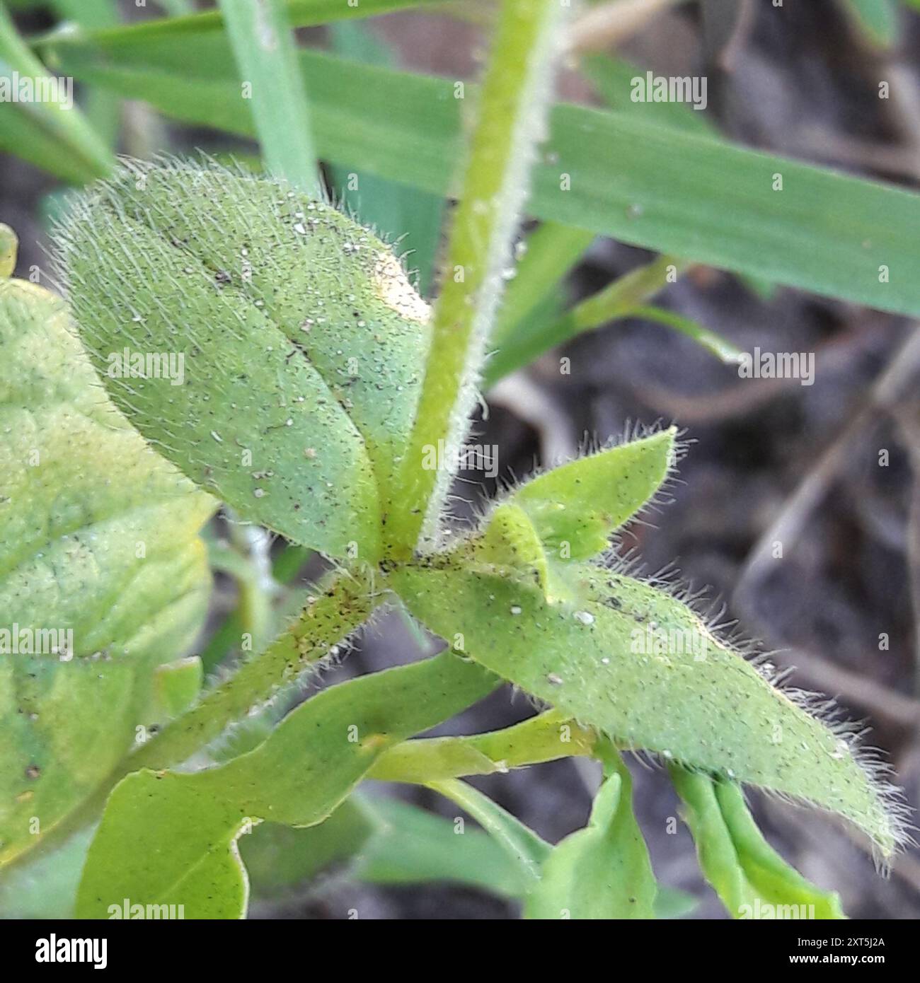 Sticky mouse-ear chickweed (Cerastium glomeratum) Plantae Stock Photo ...
