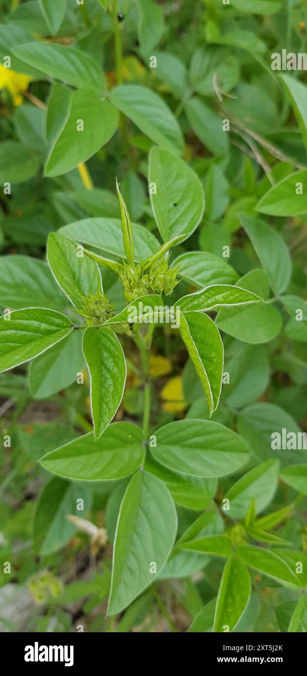 arabian pea (Bituminaria bituminosa) Plantae Stock Photo - Alamy