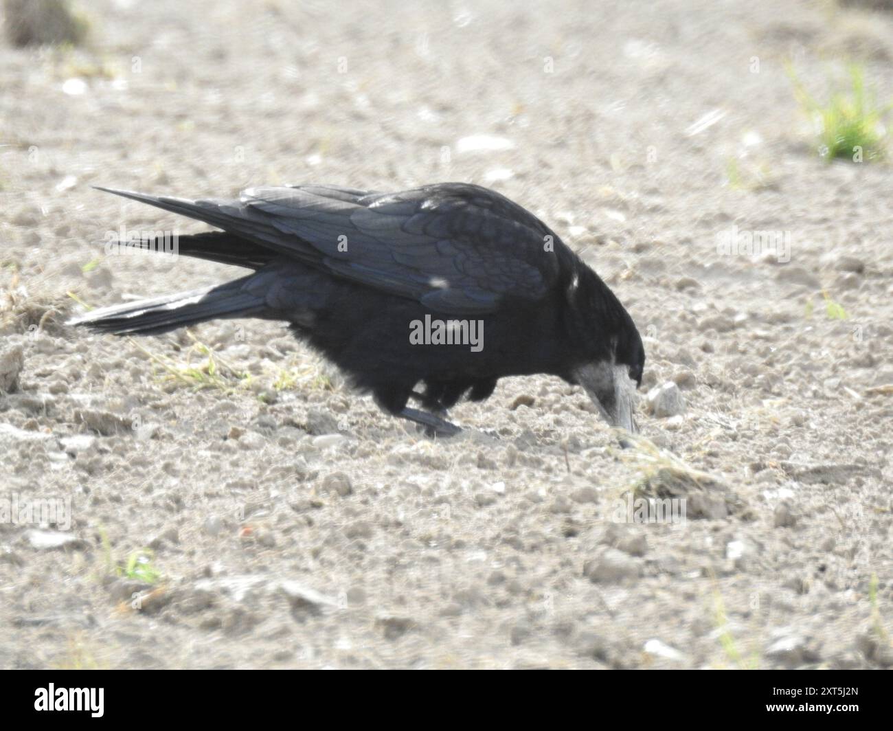 Rook (Corvus frugilegus) Aves Stock Photo - Alamy