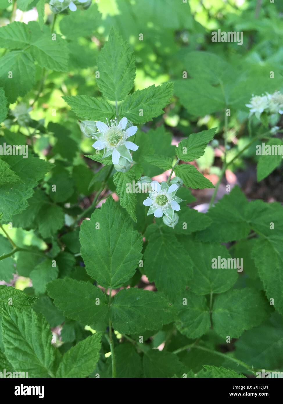 brambles (Rubus) Plantae Stock Photo - Alamy