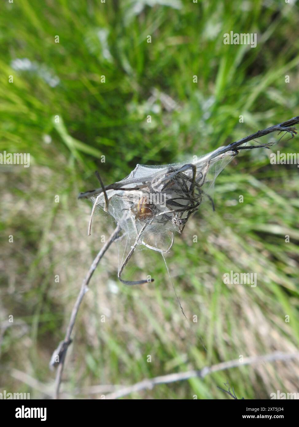 Longlegged Sac Spiders (Cheiracanthium) Arachnida Stock Photo - Alamy