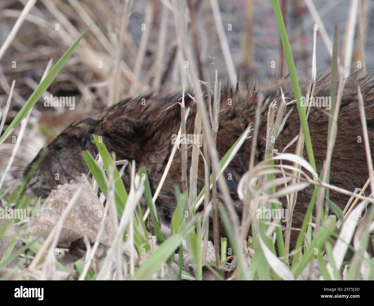 Muskrat (Ondatra zibethicus) Mammalia Stock Photo - Alamy