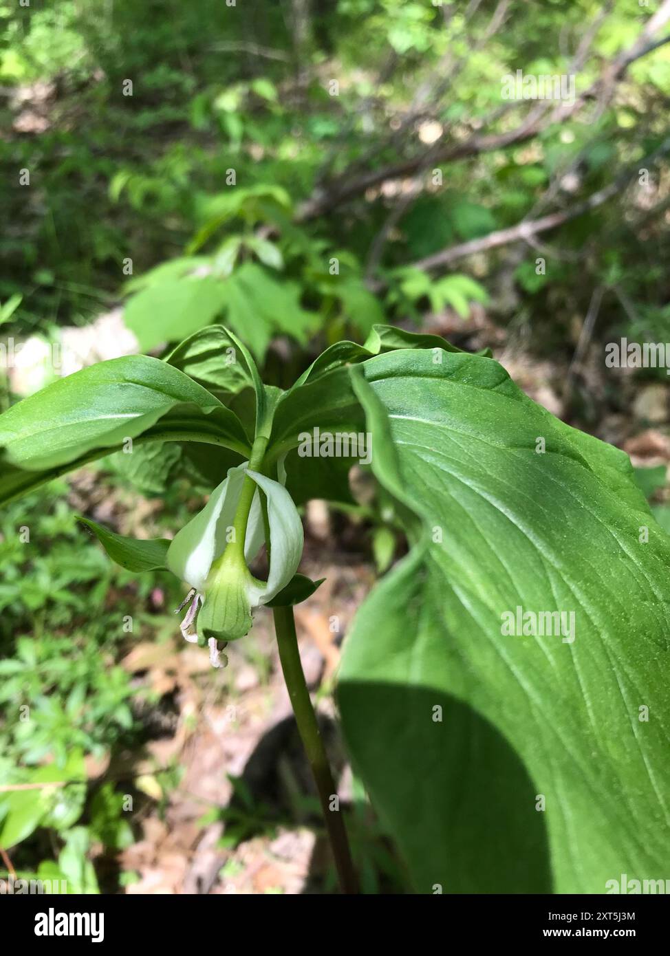 Trillium cernuum hi-res stock photography and images - Alamy