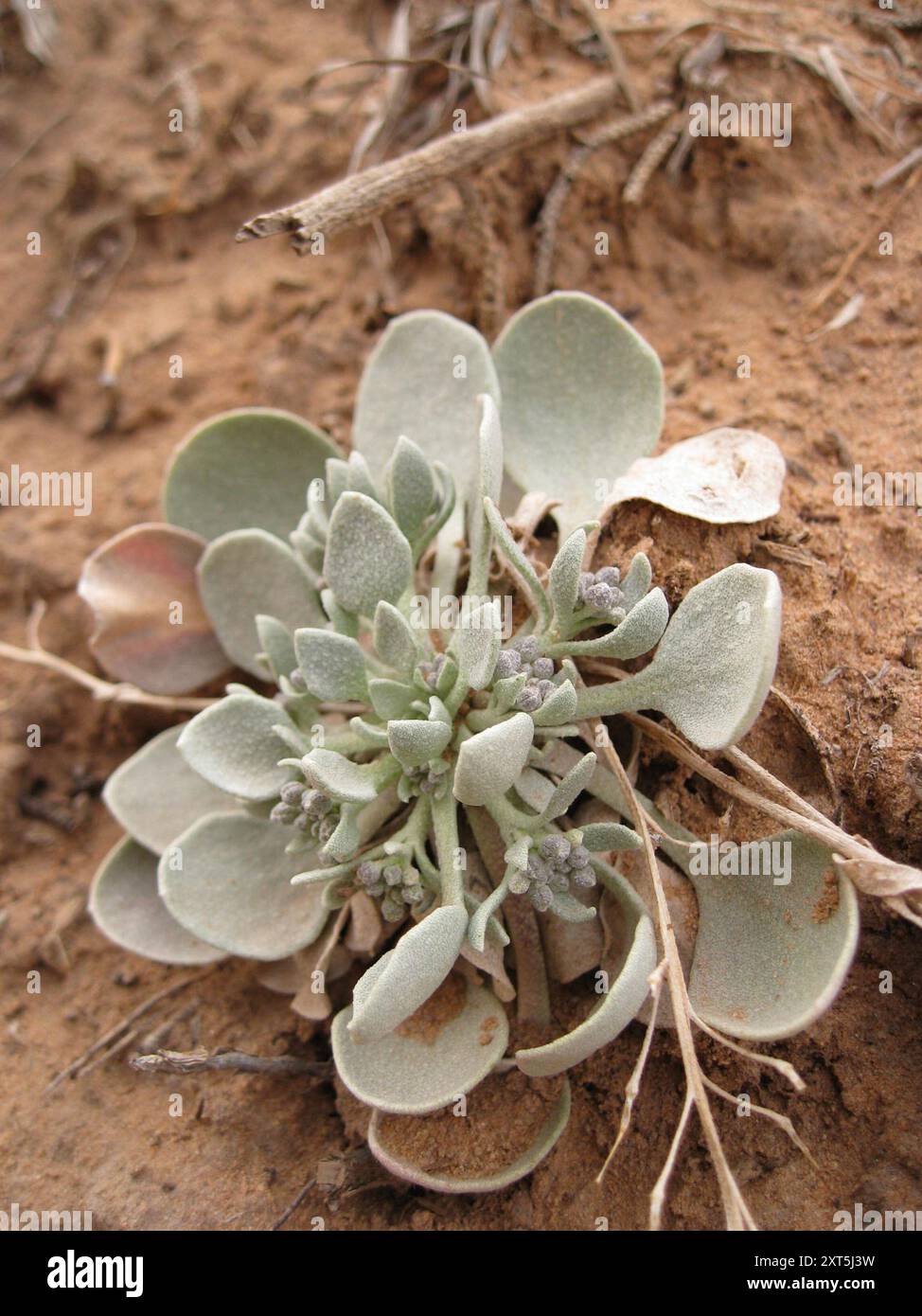 bladderpods (Physaria) Plantae Stock Photo - Alamy