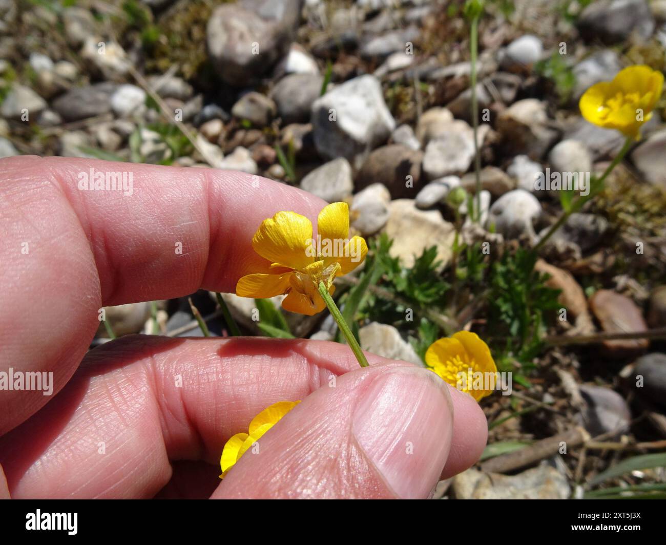 bulbous buttercup (Ranunculus bulbosus) Plantae Stock Photo - Alamy