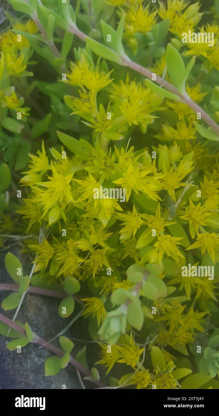 Stringy Stonecrop (Sedum sarmentosum) Plantae Stock Photo - Alamy