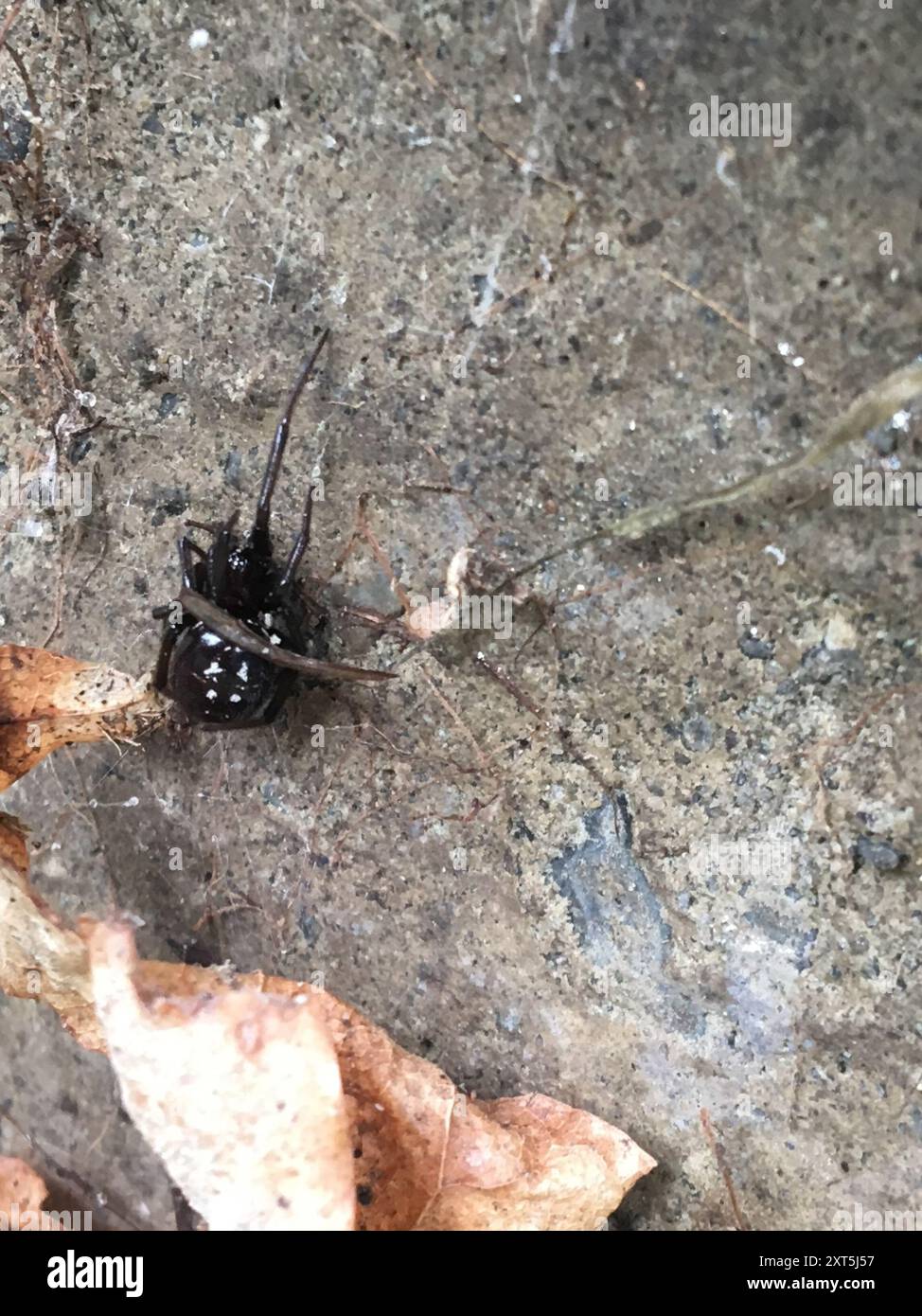 Black Cobweb Spider (Steatoda capensis) Arachnida Stock Photo - Alamy