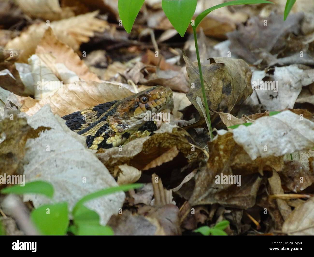 Eastern Foxsnake (Pantherophis vulpinus) Reptilia Stock Photo - Alamy
