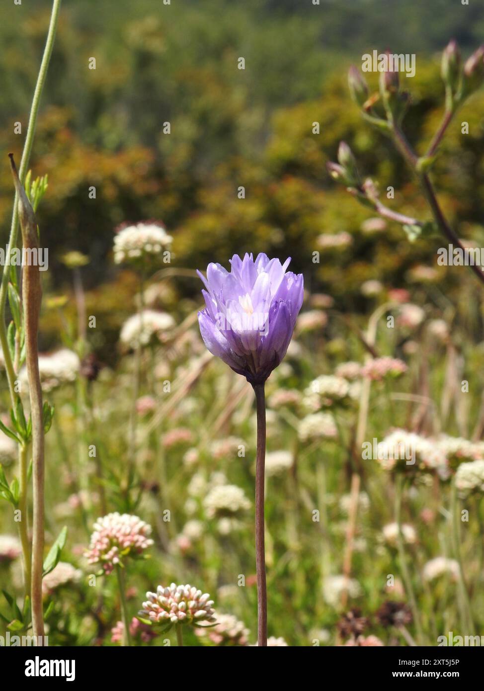 Blue Dicks (Dipterostemon capitatus) Plantae Stock Photo - Alamy