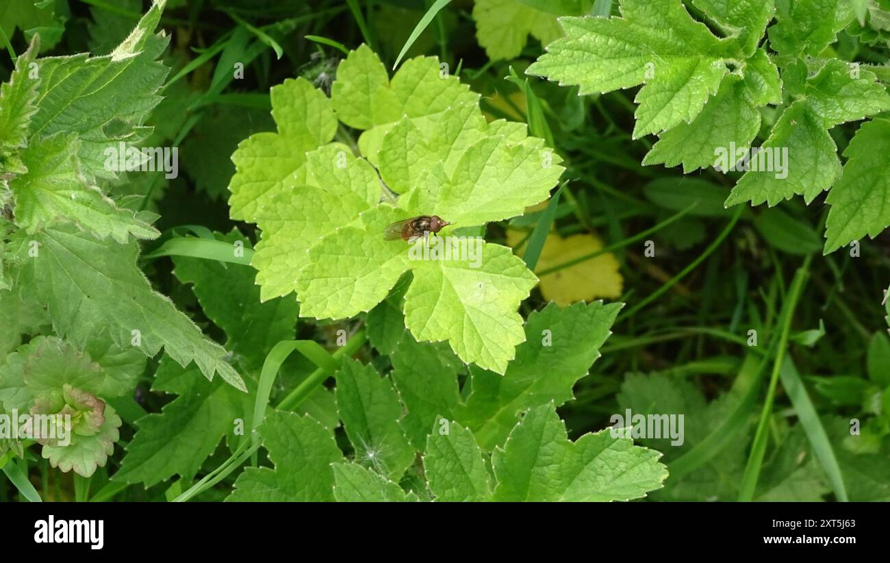 Heineken Fly (Rhingia campestris) Insecta Stock Photo - Alamy