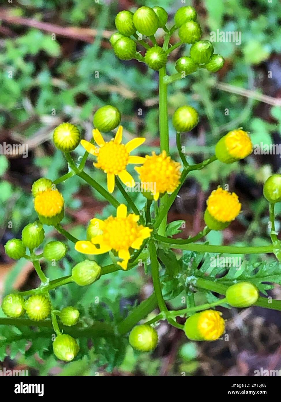 Small's ragwort (Packera anonyma) Plantae Stock Photo - Alamy