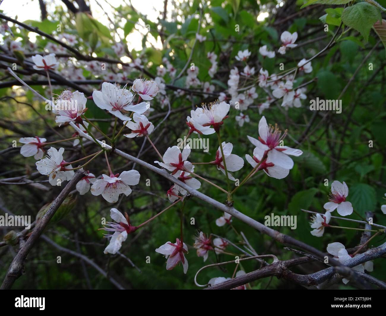 Canada plum (Prunus nigra) Plantae Stock Photo - Alamy