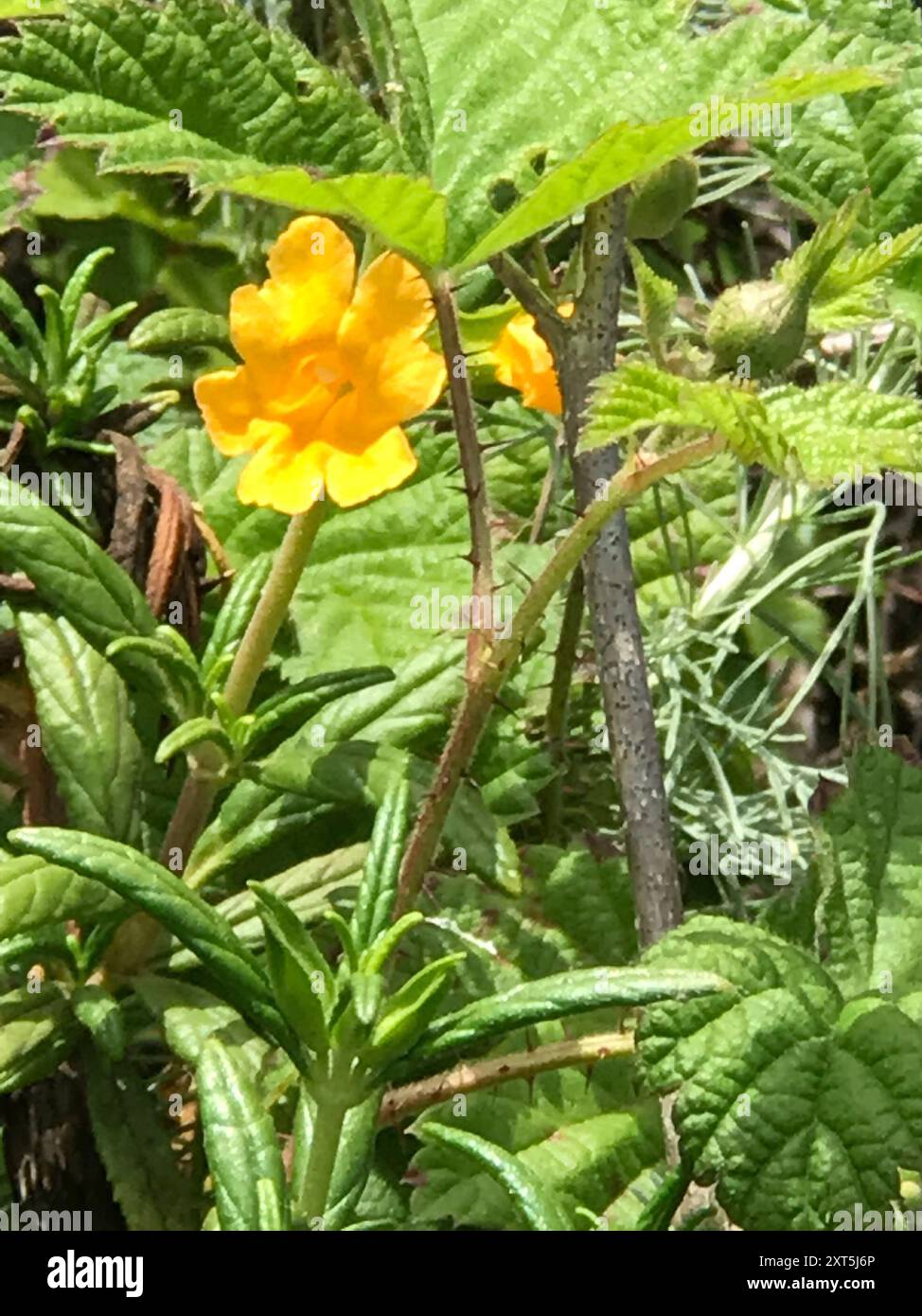 orange bush monkeyflower (Diplacus aurantiacus) Plantae Stock Photo - Alamy
