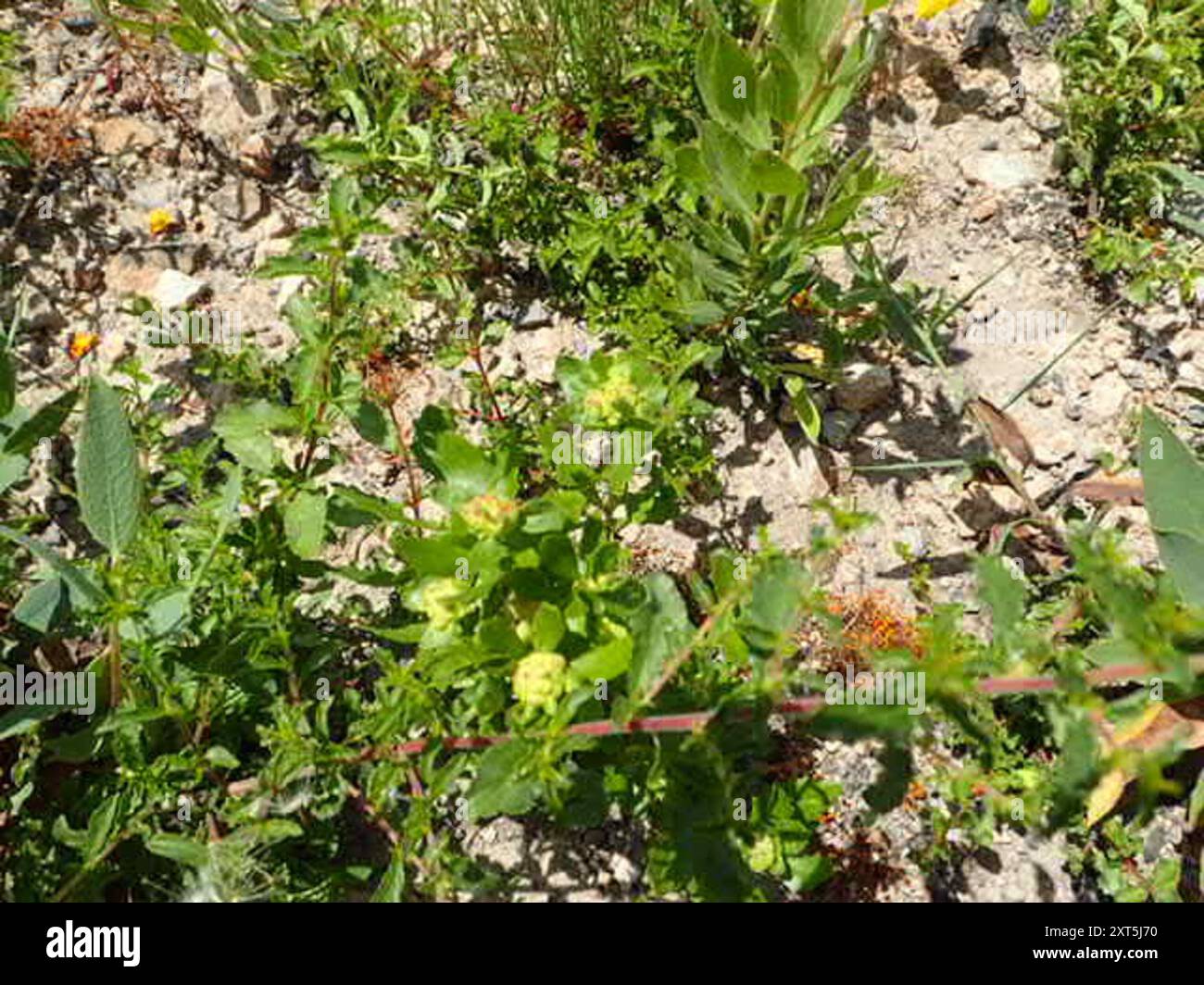 Coyote Brush Bud Gall Midge (Rhopalomyia californica) Insecta Stock ...