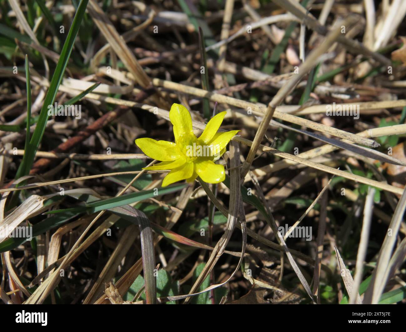 Early Buttercup (Ranunculus fascicularis) Plantae Stock Photo - Alamy