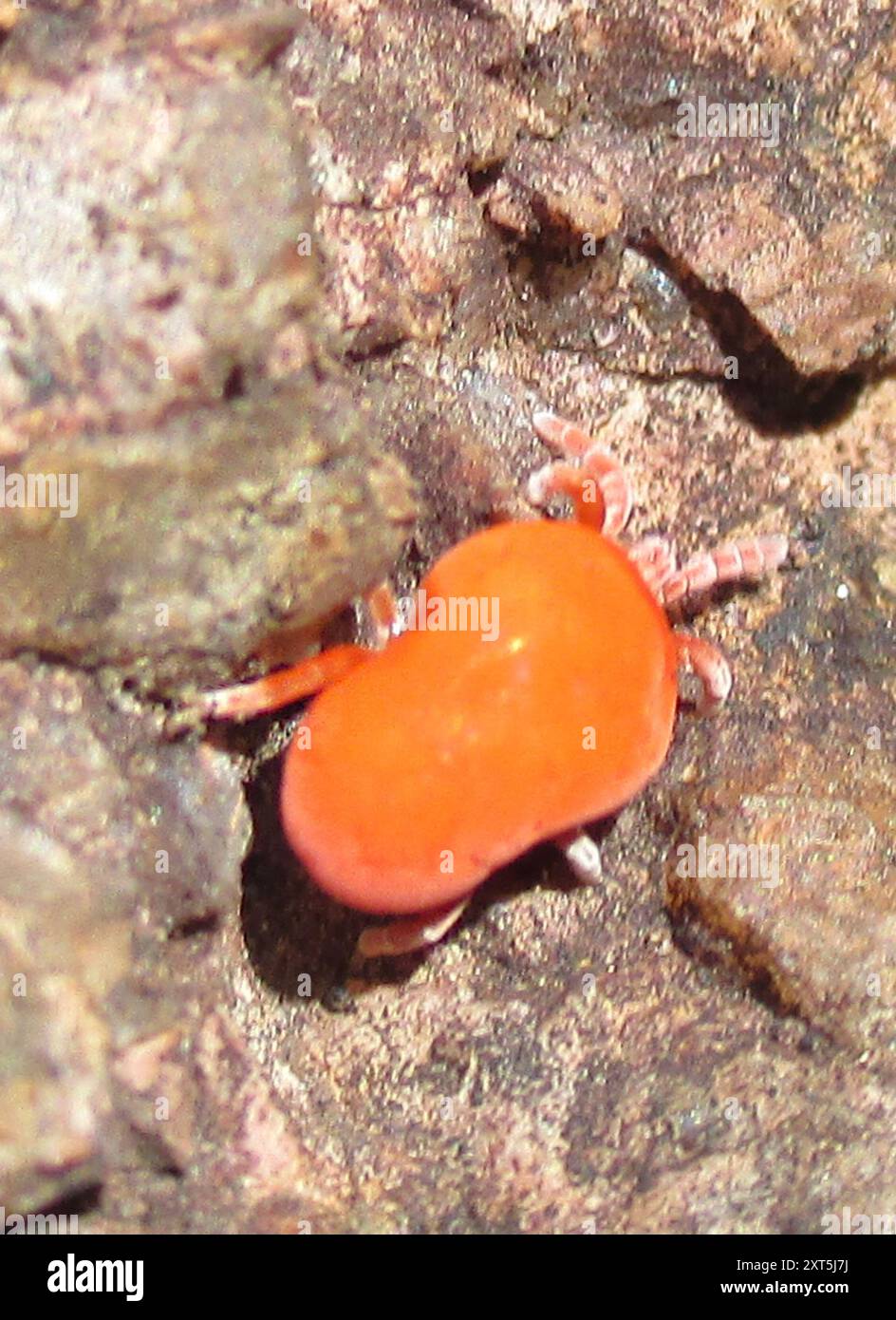 Giant Velvet Mites (Dinothrombium) Arachnida Stock Photo - Alamy
