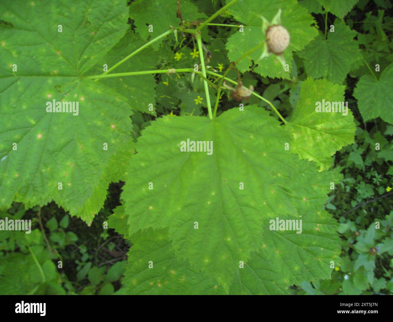 thimbleberry (Rubus parviflorus) Plantae Stock Photo - Alamy