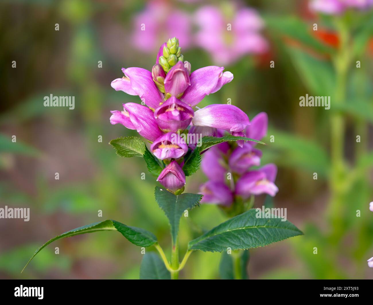 Shell floral hi-res stock photography and images - Alamy