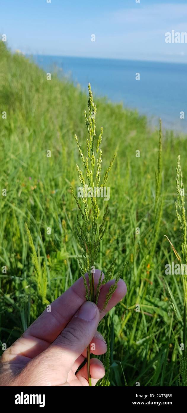 Meadow-grasses (Poa) Plantae Stock Photo - Alamy