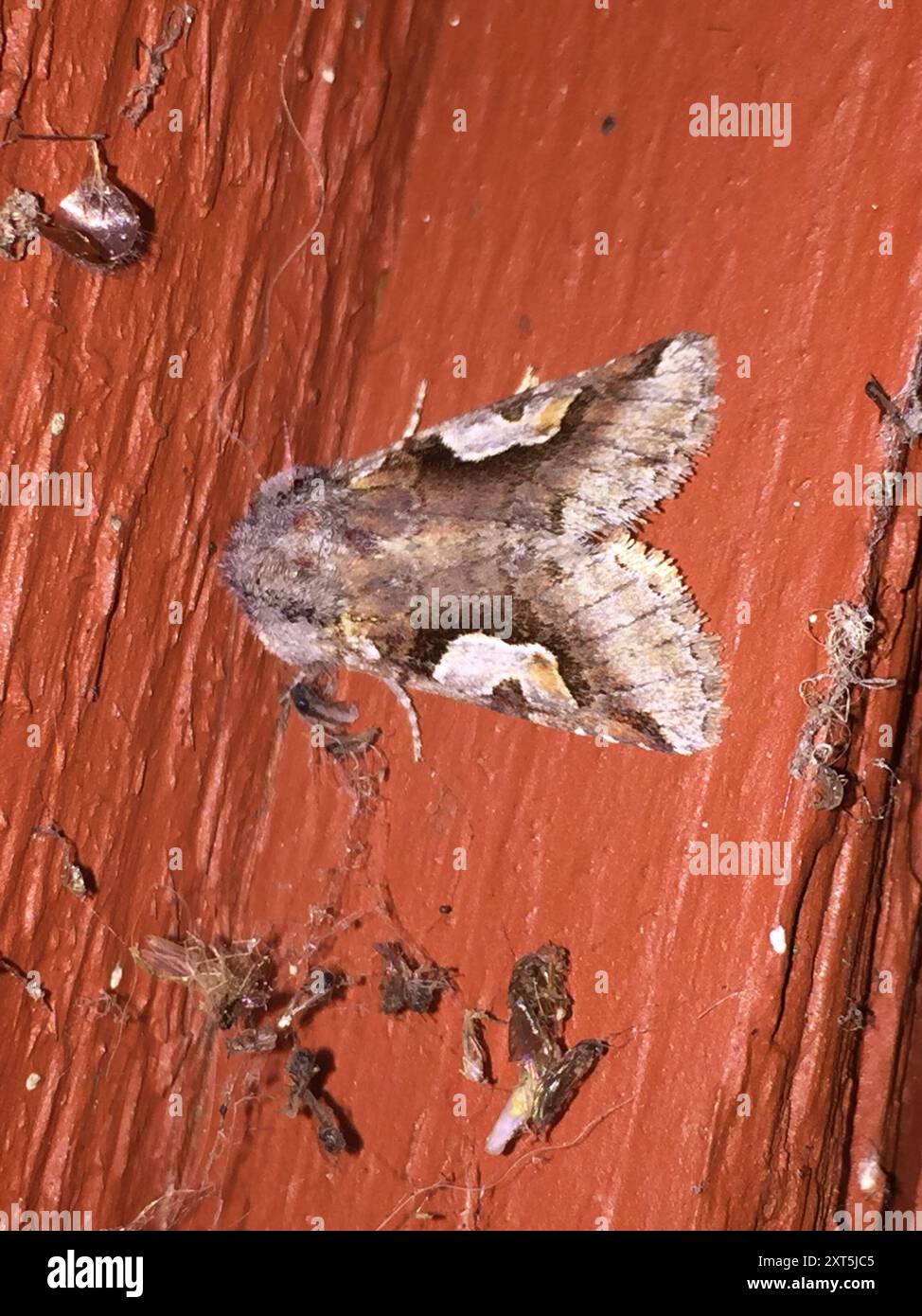 (Stretchia muricina) Insecta Stock Photo - Alamy