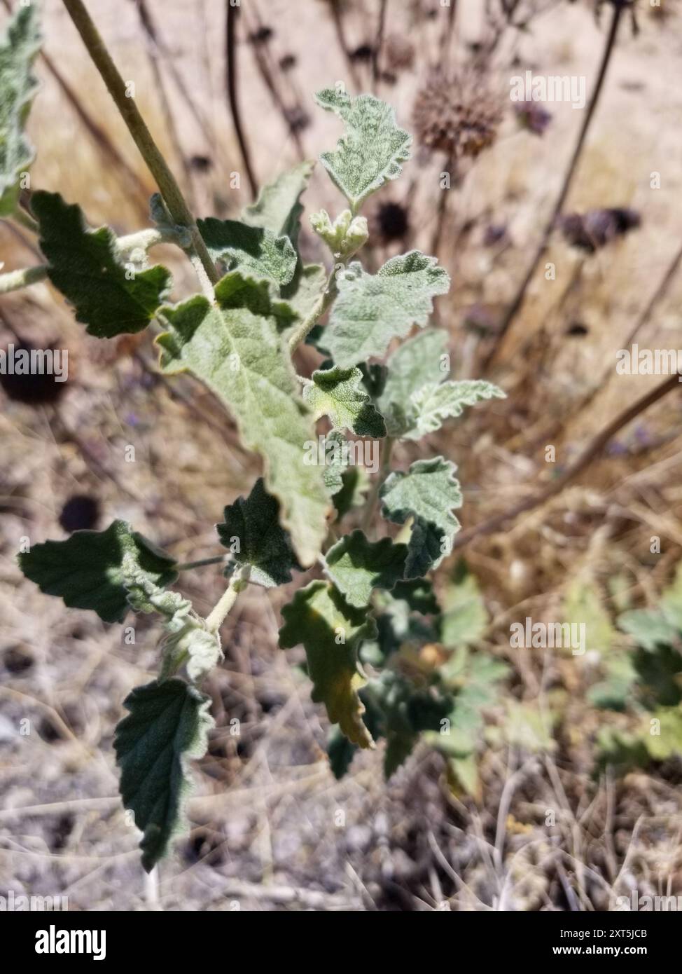 apricot mallow (Sphaeralcea ambigua) Plantae Stock Photo - Alamy