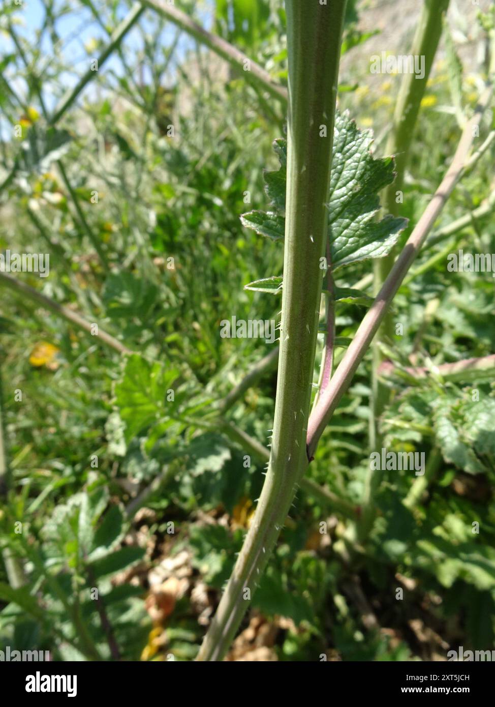 Mediterranean Radish (Raphanus raphanistrum landra) Plantae Stock Photo ...