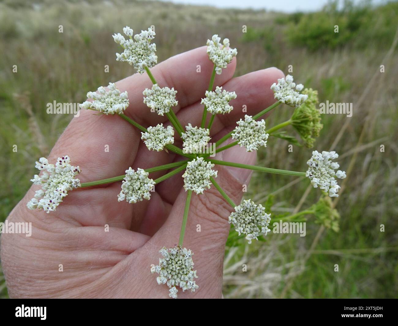 Hemlock Water-dropwort (Oenanthe crocata) Plantae Stock Photo - Alamy
