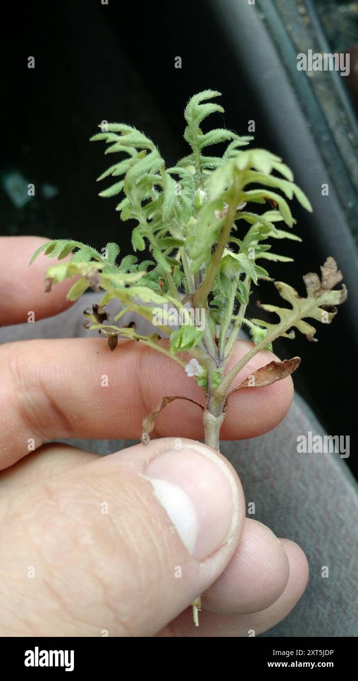 Aunt Lucy (Ellisia nyctelea) Plantae Stock Photo - Alamy