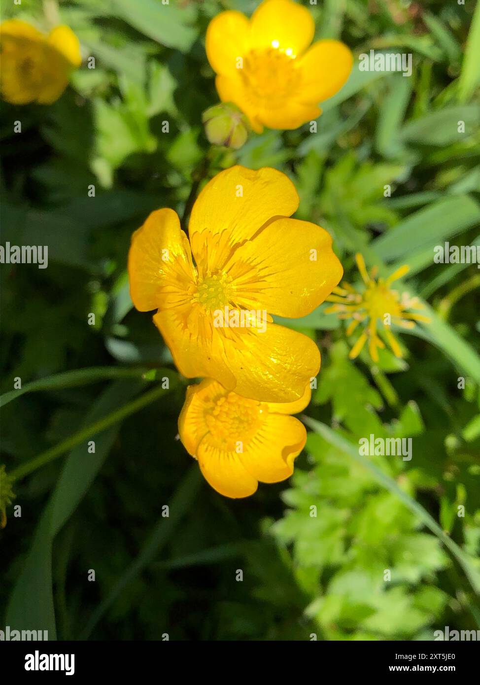 Creeping buttercup (Ranunculus repens) Plantae Stock Photo - Alamy