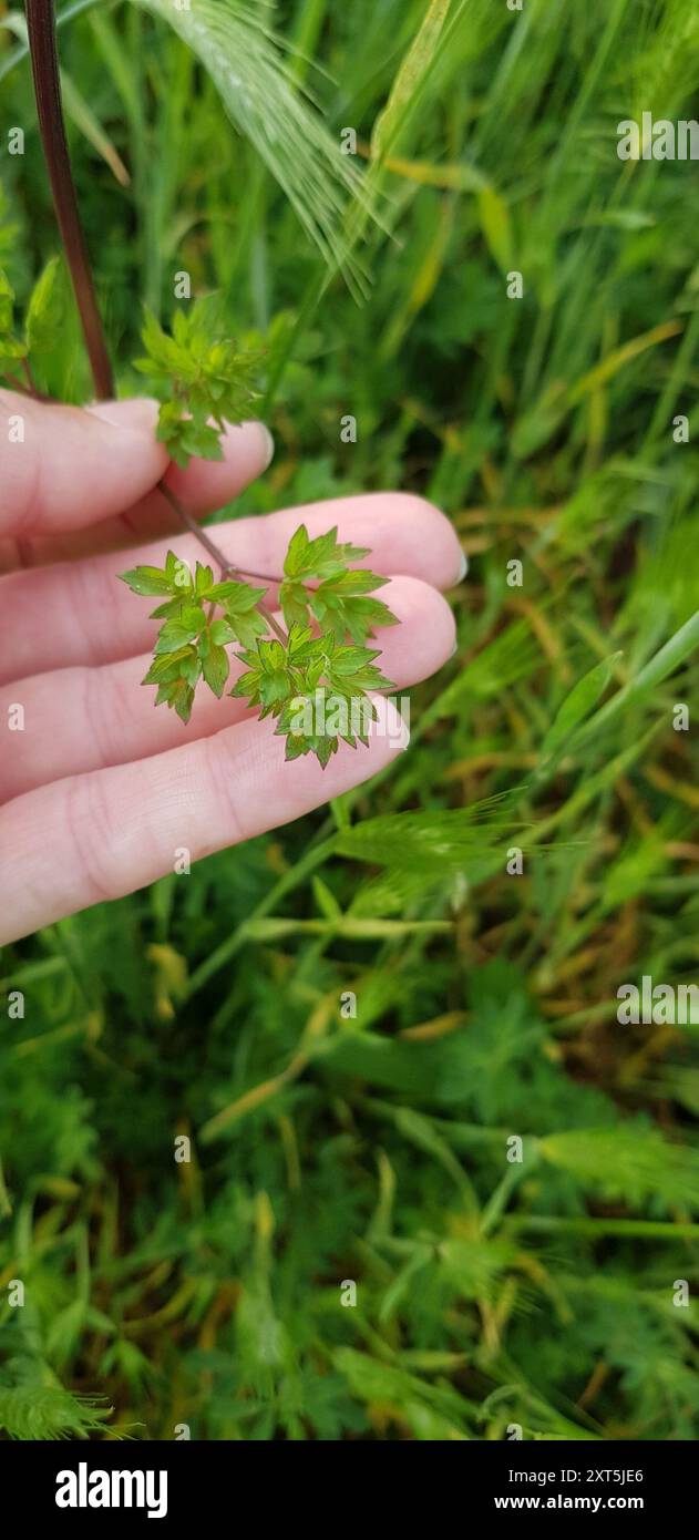 Lesser Meadow-rue (Thalictrum minus) Plantae Stock Photo - Alamy