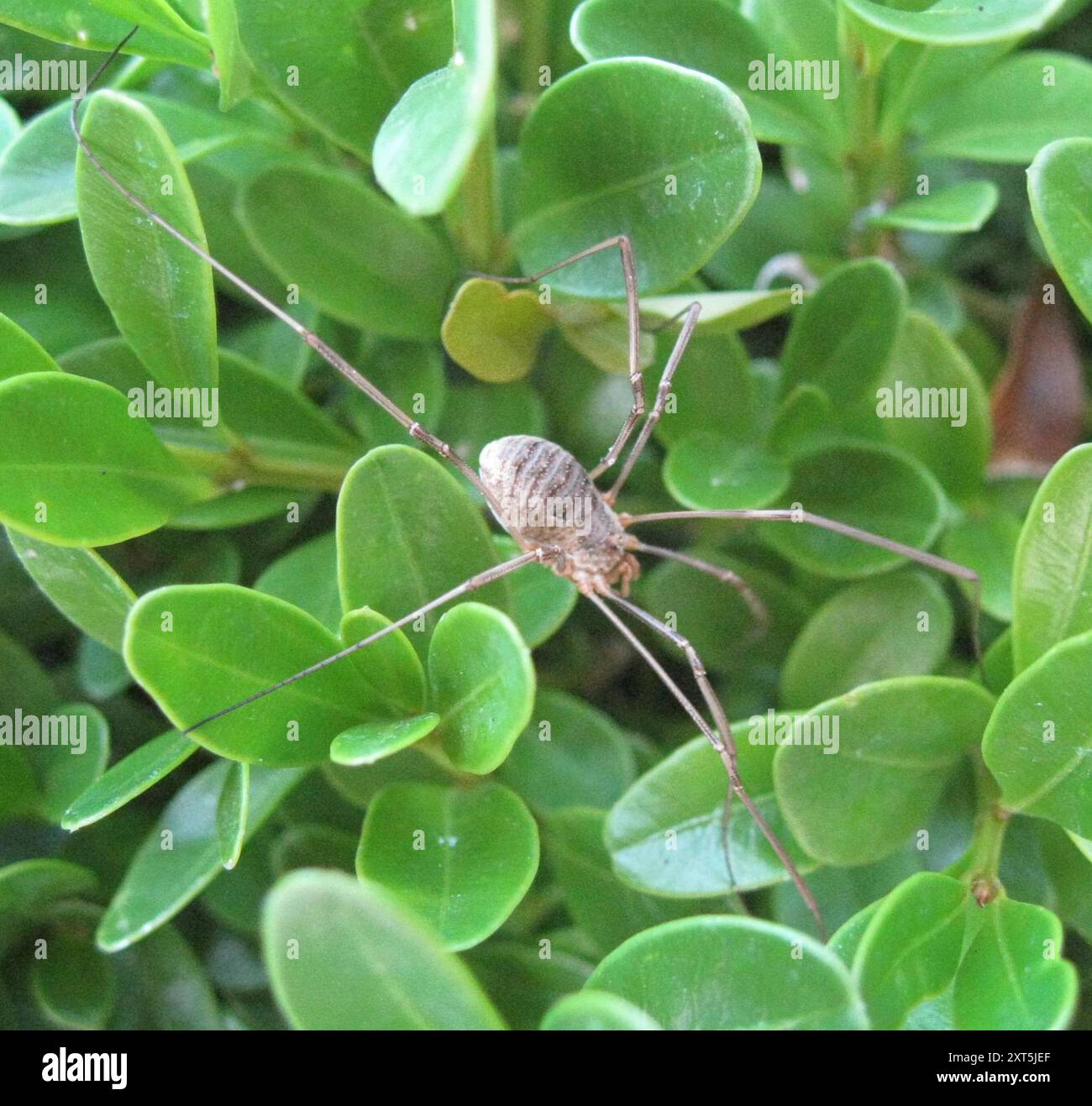 European Harvestman (Phalangium opilio) Arachnida Stock Photo - Alamy