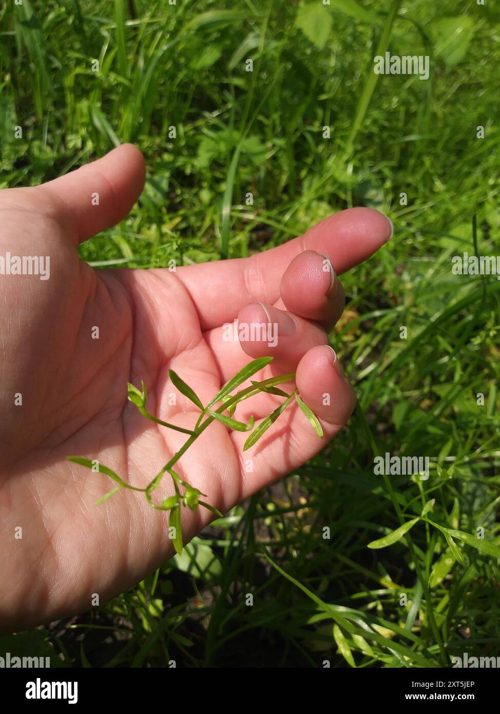 false mermaid (Floerkea proserpinacoides) Plantae Stock Photo - Alamy