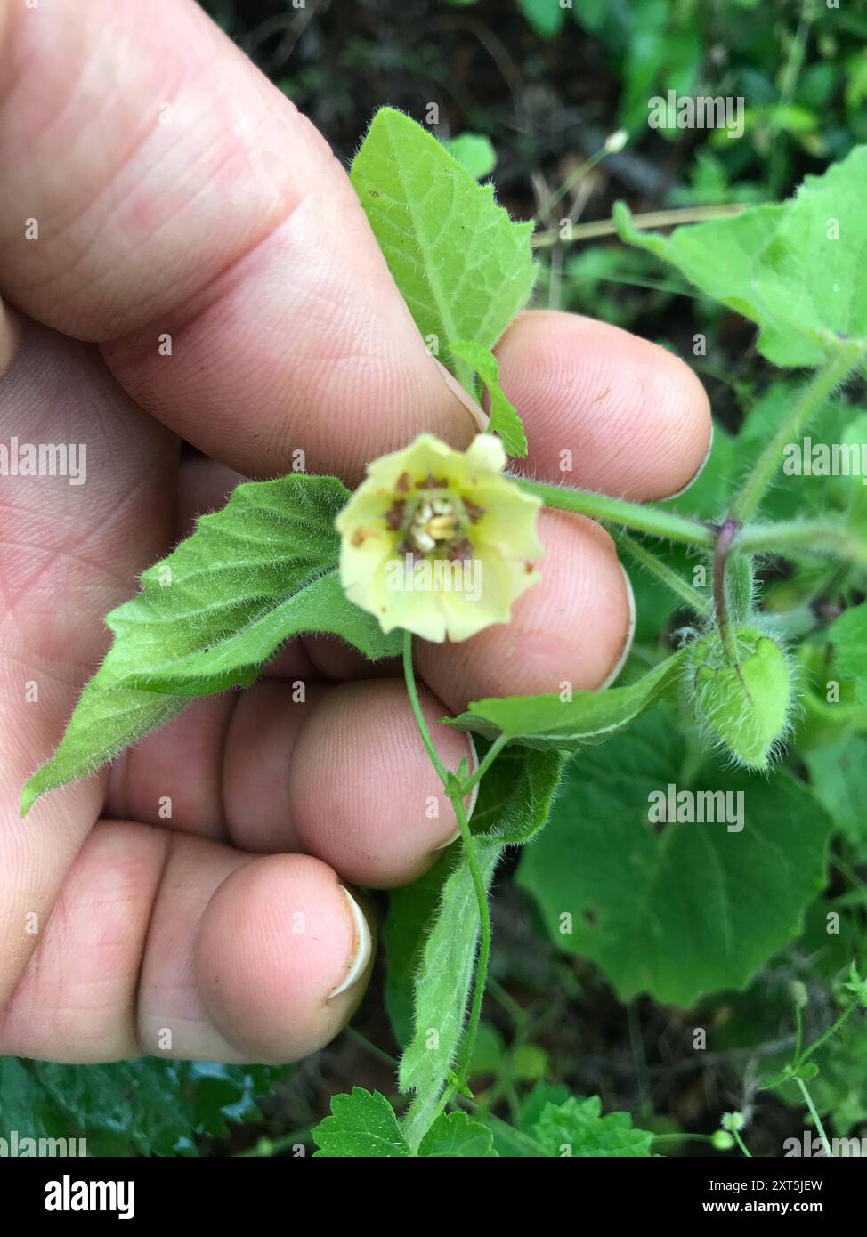 clammy groundcherry (Physalis heterophylla) Plantae Stock Photo - Alamy