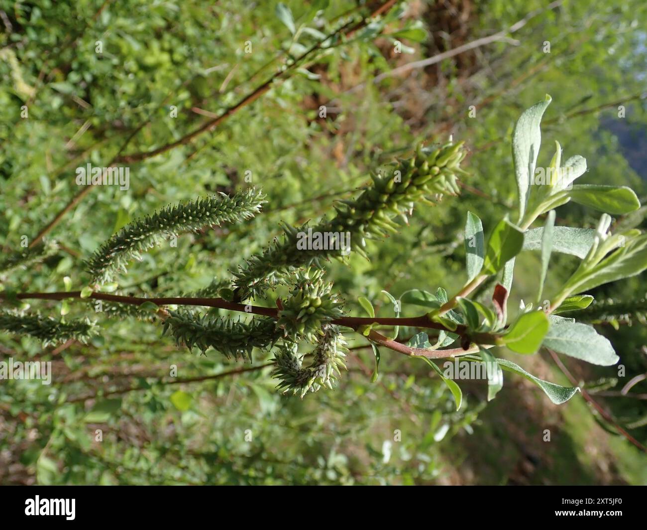 Willows (Salix) Plantae Stock Photo - Alamy
