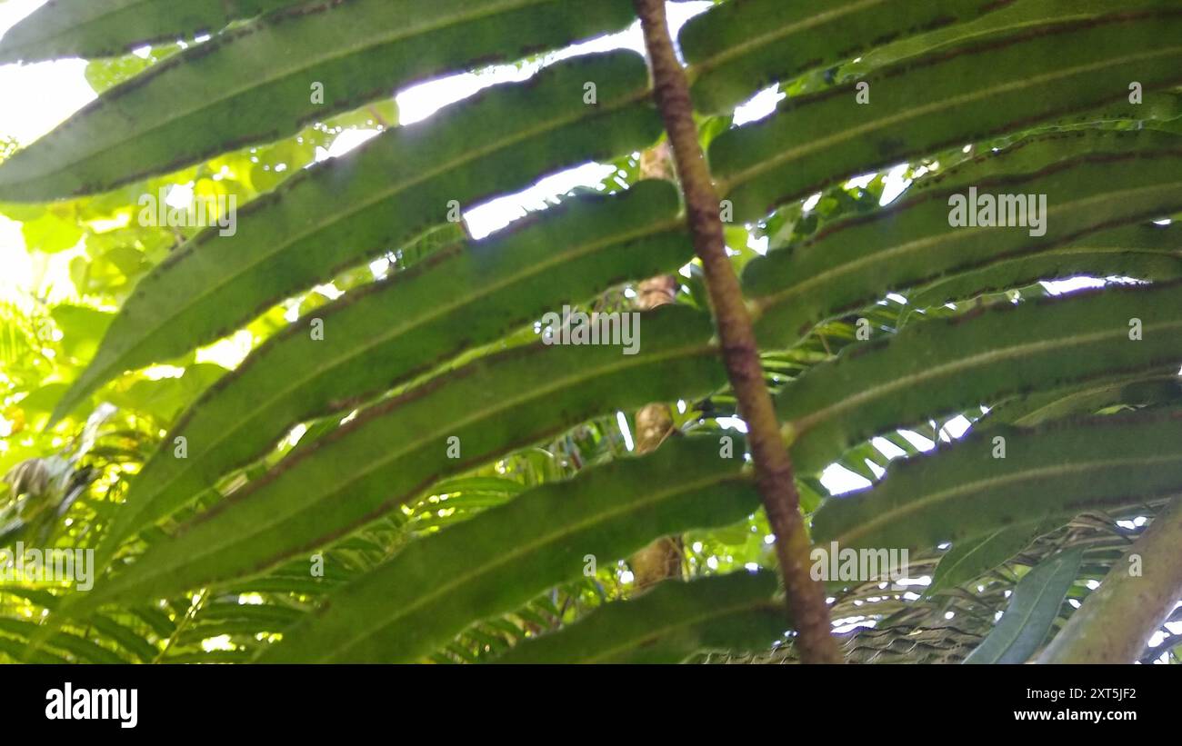 king fern (Angiopteris evecta) Plantae Stock Photo - Alamy