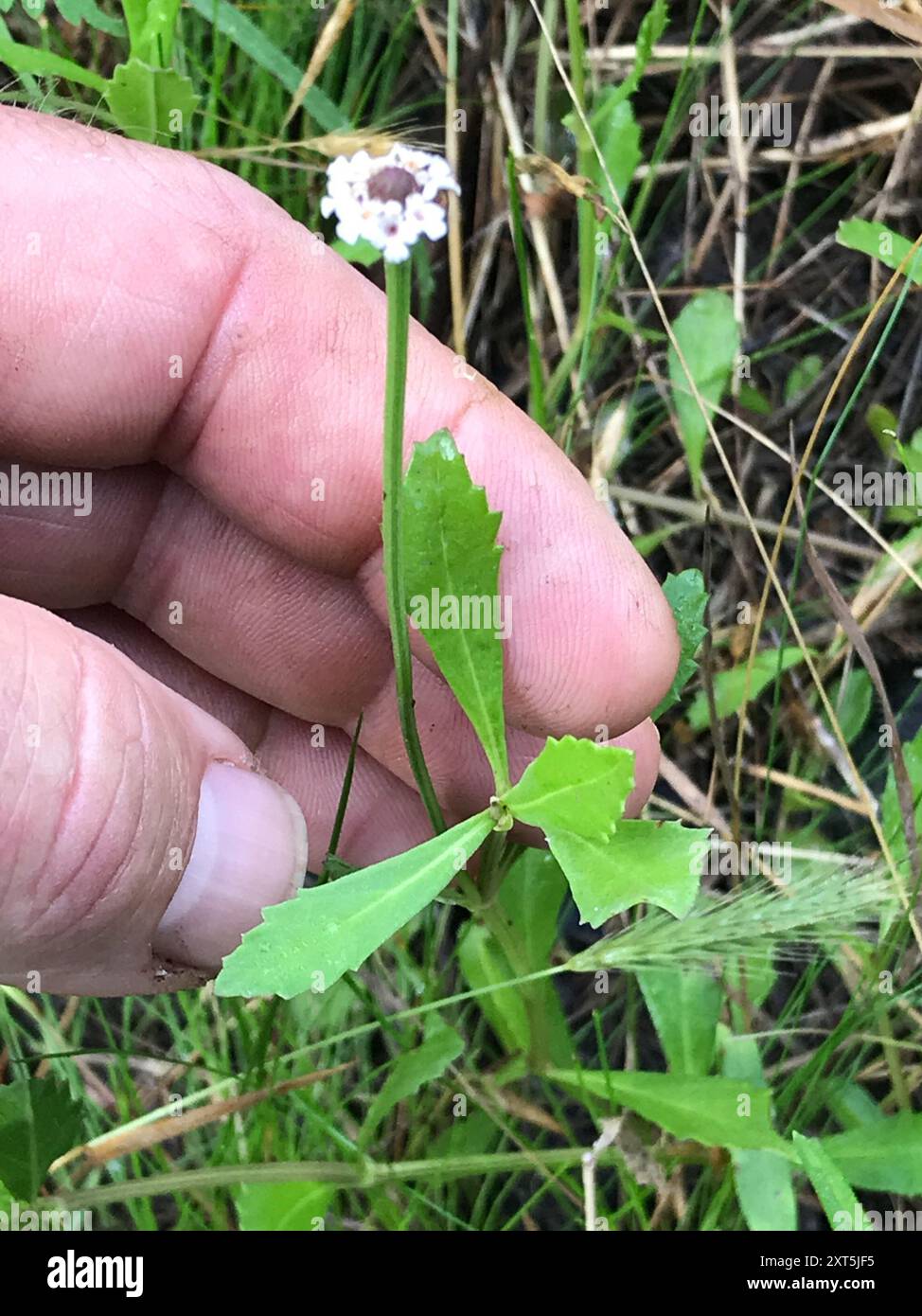turkey tangle frogfruit (Phyla nodiflora) Plantae Stock Photo - Alamy