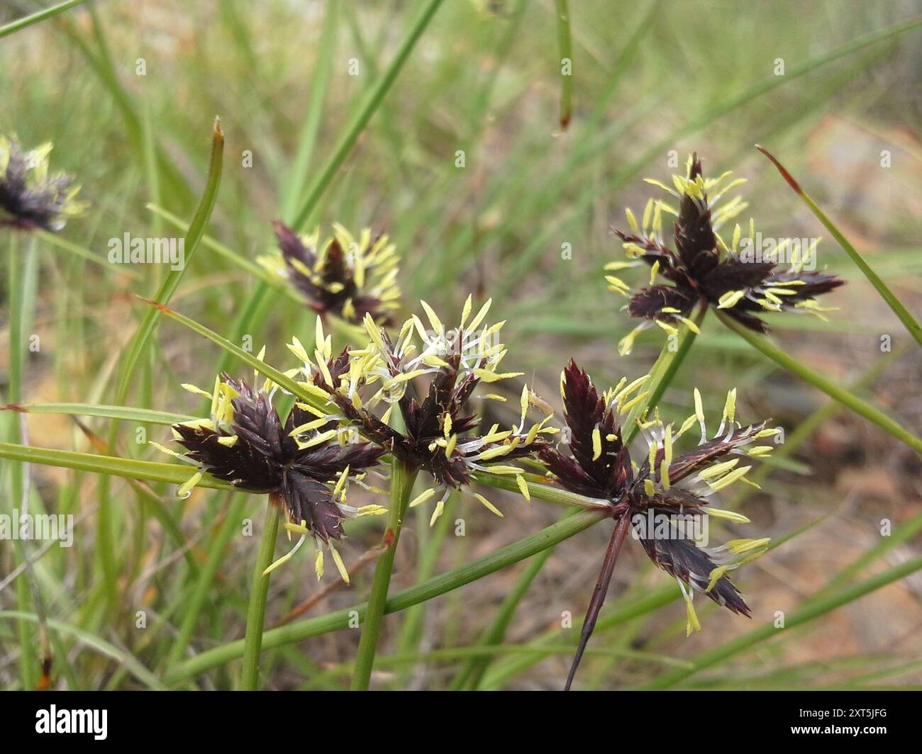 Red Sedge (Cyperus rupestris) Plantae Stock Photo - Alamy
