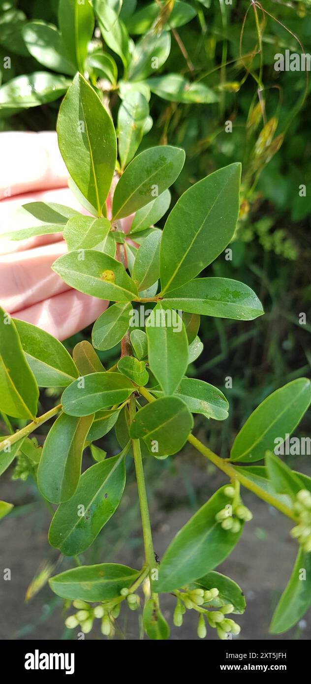 Common Privet (Ligustrum vulgare) Plantae Stock Photo - Alamy