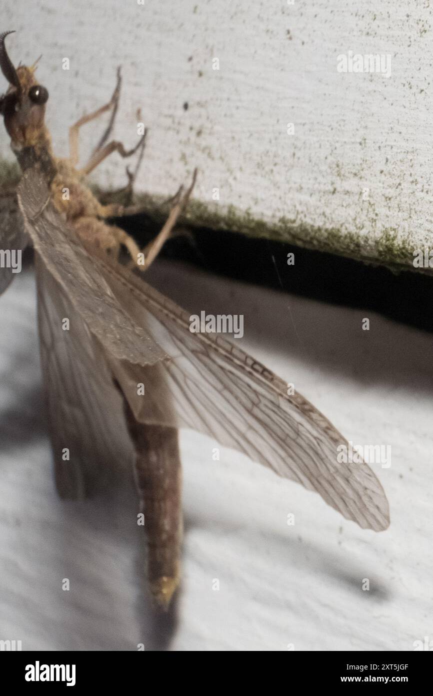 Summer Fishfly (Chauliodes pectinicornis) Insecta Stock Photo - Alamy