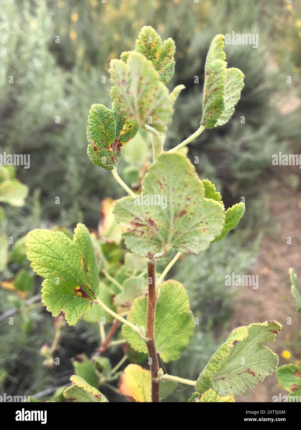 Chaparral Currant (Ribes malvaceum) Plantae Stock Photo - Alamy