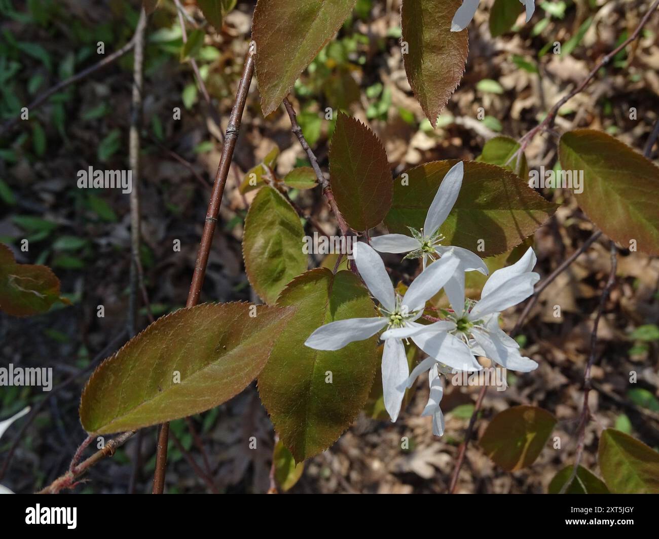 serviceberries (Amelanchier) Plantae Stock Photo - Alamy