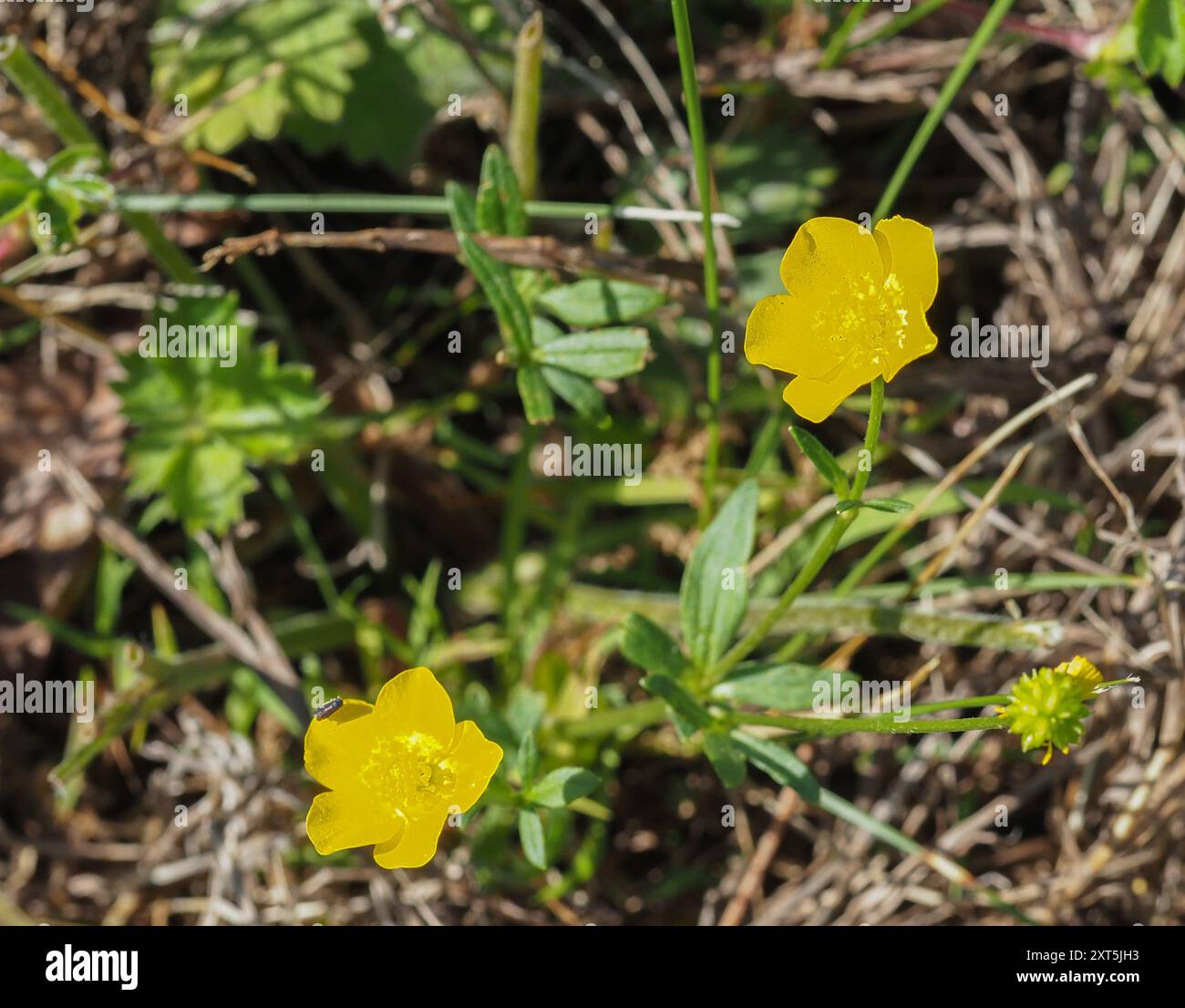 bulbous buttercup (Ranunculus bulbosus) Plantae Stock Photo - Alamy